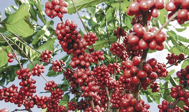 Es posible crear biogás con residuos de café y estiércol de gallina ...