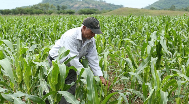 El 15 de abril debe comenzar siembra de granos básicos en una parte del ...