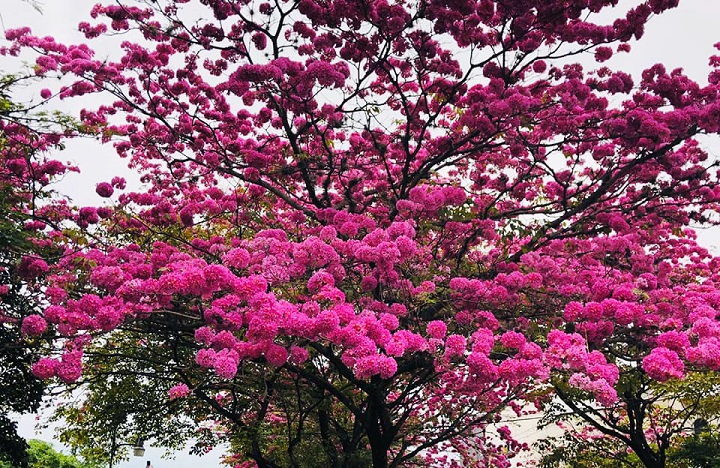 Los Macuelizo en flor embellecen San Pedro Sula - eldiario.hn